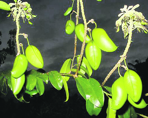12_griffonia-simplicifolia — Азбука здоровья